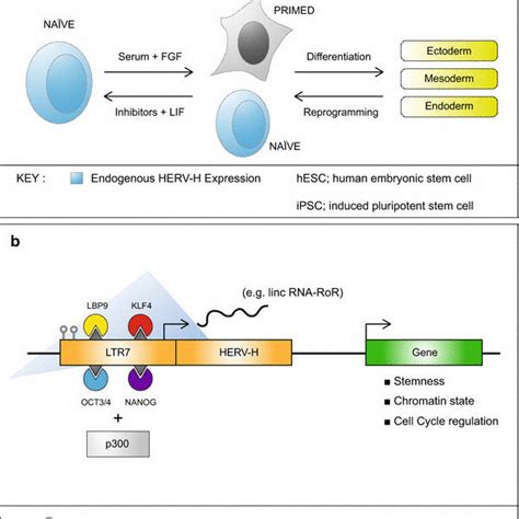 Adaptive Evolution Of Retrotransposon Repression In Escs A