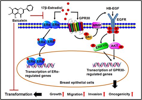 Illustration Depicting The Possible Mechanism Underlying The Preventive