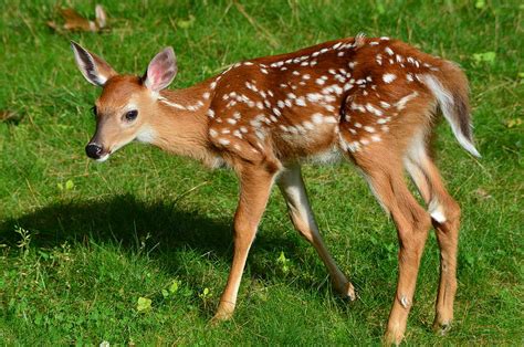 Fawn Photograph By Kim Fawn Nagelhout Fine Art America