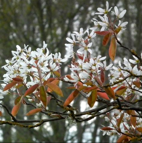 Tree With White Flowers That Smell Good Home And Gardens