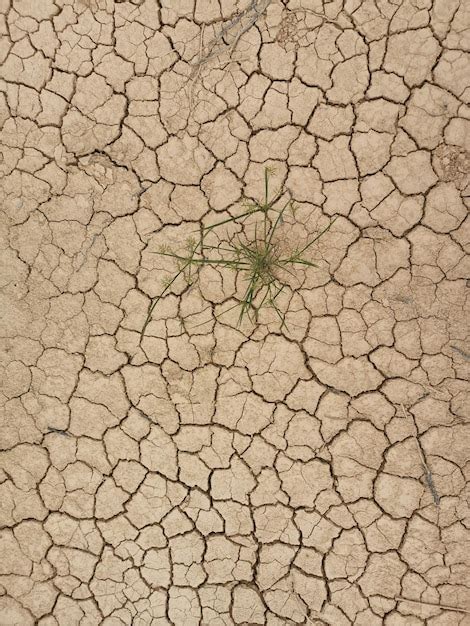 Premium Photo Wild Invasive Weeds Sprouting From The Crack Ground Surface