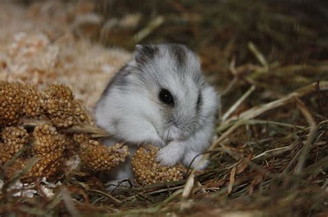 Best Toys For Roborovski Dwarf Hamsters Mammals Guide