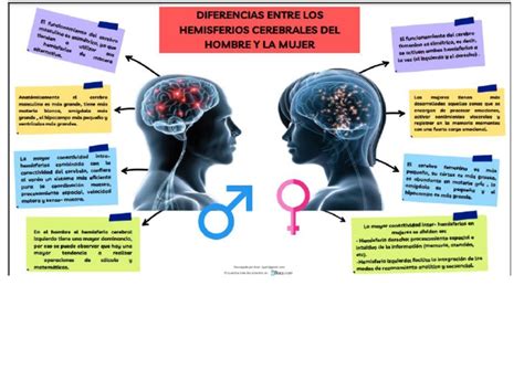 Diferencias Cerebro Hombre Mujer Pdf