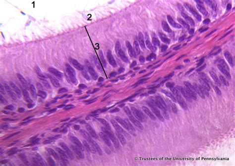 Histology Epididymis And Ductus Deferens Slide Flashcards Quizlet