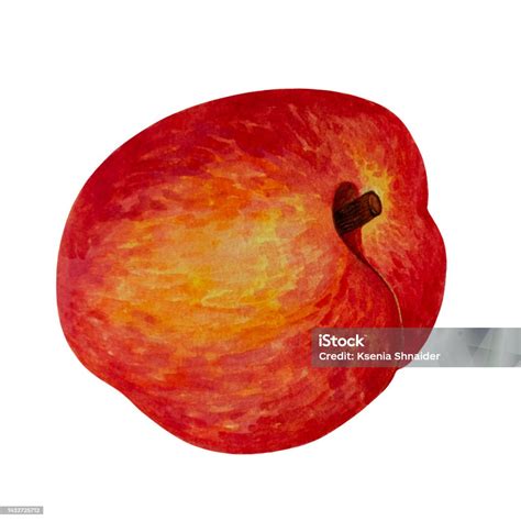 익은 복숭아 수채화 그림 손으로 그린 신선한 열대 과일은 흰색에 고립되어 있습니다 줄기에 달콤한 정원 과즙 여름 이국적인 베리