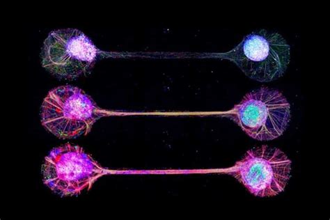 Bridging Brain Circuits With Lab Grown Neural Networks Neuroscience News