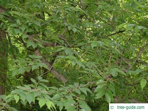 Common Hackberry Celtis Occidentalis