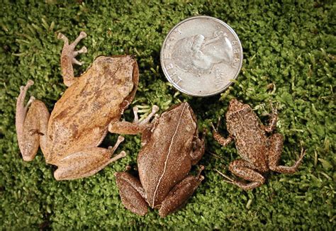 Coqui Frog History