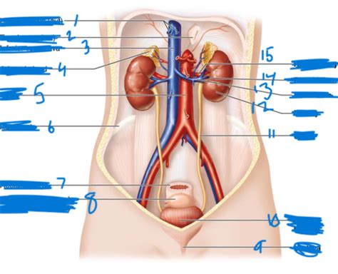 Lab Urinary Flashcards Quizlet