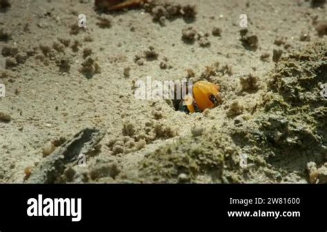 Fiddler Crab In Mangrove Male Stock Videos And Footage Hd And 4k Video