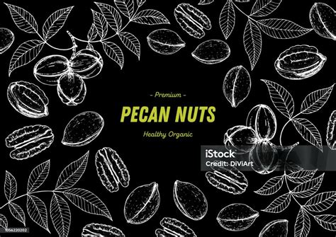 피칸 너트 손으로 그린 스케치 너트 벡터 그림입니다 유기농 건강 식품 포장 설계에 적합합니다 각인 된 스타일 흑백 색상 피칸 나무에 대한 스톡 벡터 아트 및 기타 이미지