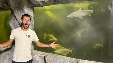 The Monster Fish Tank Needs Help Youtube