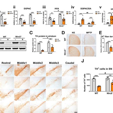 Nlrc5 Deficiency Ameliorates Mptp Induced Dopaminergic Neuronal Damage