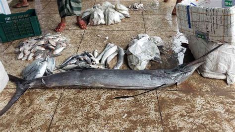 বঙ্গোপসাগরে জেলের জালে ধরা পড়ল ৩০ কেজির ‘পাখি মাছ