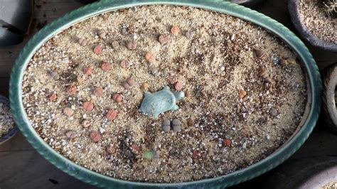 리톱스씨앗발아 Youtube