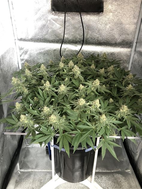 714 Best Scrog Images On Pholder Microgrowery Cannabiscultivation