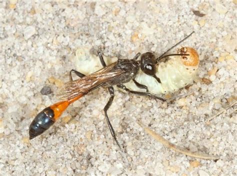 Red Banded Sand Wasp Or Ammophila Sabulosa Waterwereld