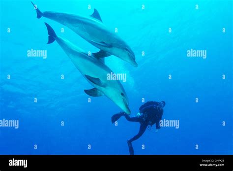 Tursiops Aduncus Indian Ocean Bottlenose Dolphin And Scuba Diver Abu