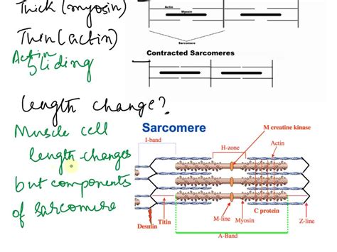 Solved Comparing Relaxed And Contracted Sarcomeres Use The Figures