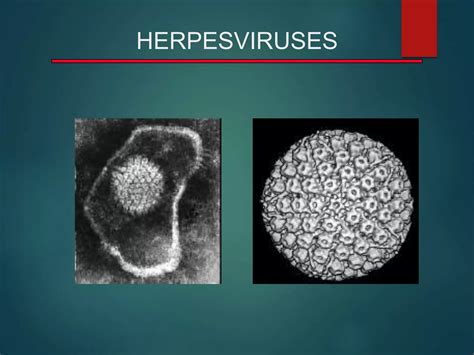 Dna Virus Replication Pptx