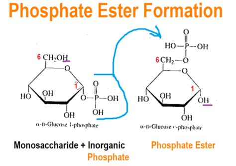 Phosphate Diester