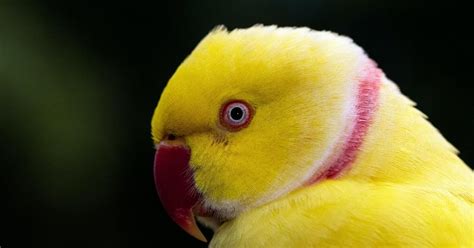 Indian Ringneck Lifespan All You Need To Know
