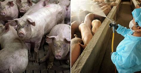 Swine Flu Could Reach Pandemic Levels As Experts Say It Could Go Global