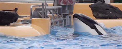 Exclusive Shocking Footage Of Orca Panicking In Medical Pool Dolphin