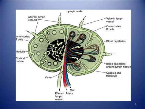 Ppt Histology Sistem Limfatik Ppt