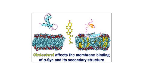 Influence Of Cholesterol On The Membrane Binding And Conformation Of α Synuclein The Journal