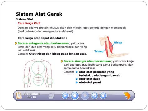 Sistem Gerak Bali Media Ppt