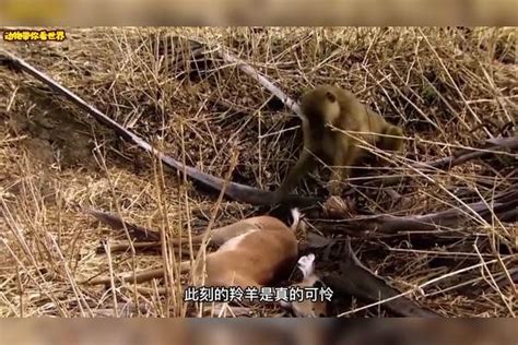 猎豹高速捕捉羚羊，却惨遭狒狒截胡，我们不得不向羚羊投去敬