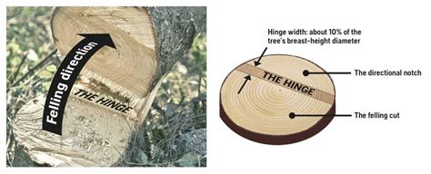 How To Safely Cut Down A Tree Yourself Beginners Guide Woodwaker