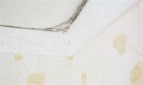 How To Get Rid Of Mold On Bathroom Ceiling 16 Best Tips