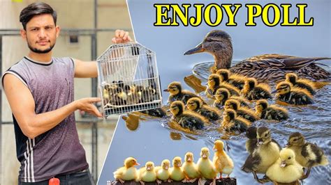 Ajj Ducks Ko Swimming Krwa Di 🥰 Mini Zoo Vlog Youtube