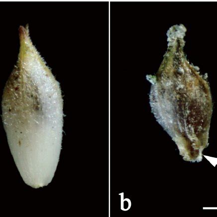 Diaspore Of Carex Oxyandra A Utricle With Elaiosome The Lower