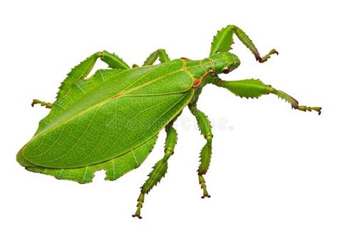 Leaf Insect Phyllium Sp Part Of The Phasmatodea Order Mimics Stock