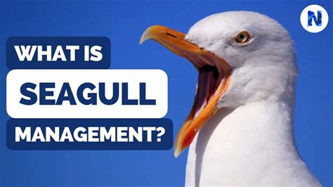 seagull leadership style nash fact