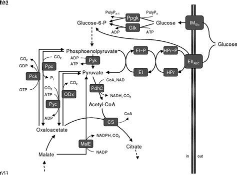 Figure 1 From Phosphotransferase System Pts Independent Glucose 1 Utilization In