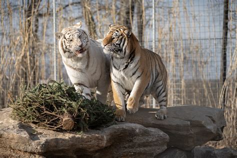 Meso Vs Apex Predators Turpentine Creek Wildlife Refuge