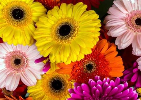 15 Flowers That Look Like Sunflowers 🌻 💐 Unveiling Sunny Look Alikes