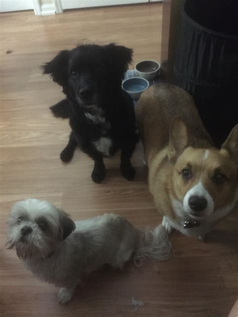 One Corgi One Half Corgi Cocker Spanielcorgi And One That Isnt