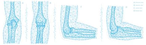 تصویر وکتور چند ضلعی مفصل آرنج انسان مفهوم آناتومی استخوان بازو طرح انتزاعی پزشکی کم پلی روی پس