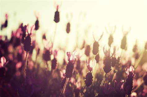 배경 화면 빛 일몰 여름 캐나다 유월 밴쿠버 정원 황금의 기원전 자 보케 라벤더 니콘 50 Nikkor50mmf18 2008 년 마술 Hbw