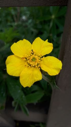 Geum Magellanicum INaturalist