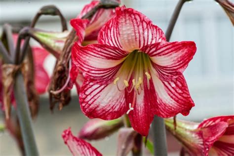 5 Beautiful Types Of Trumpet Flowers You May Not Have Seen Mich