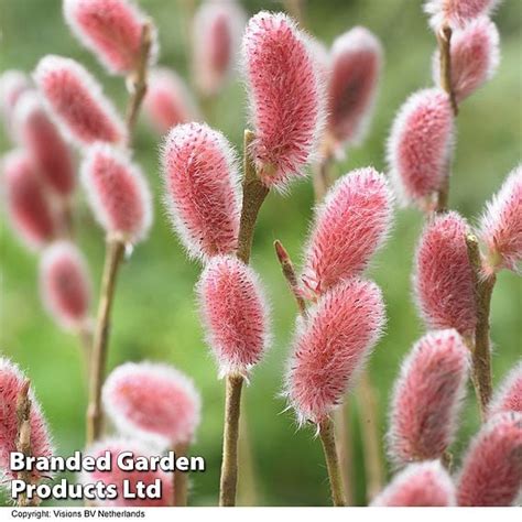 Salix Gracilistyla Mount Aso Dobies