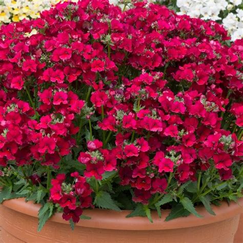 Nemesia 'Nesia Burgundy' - Немезия - рассада цветов, купить в СПб