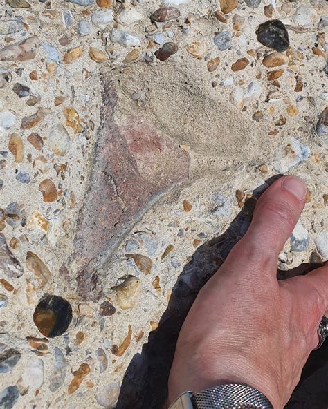 Fossil Hunting Hastings East Sussex