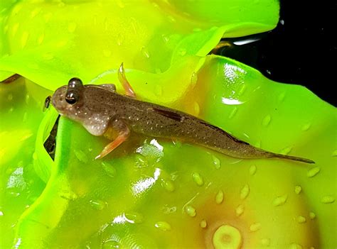 171 Best Mudskipper Images On Pholder Aquariums Deepwoken And Nature